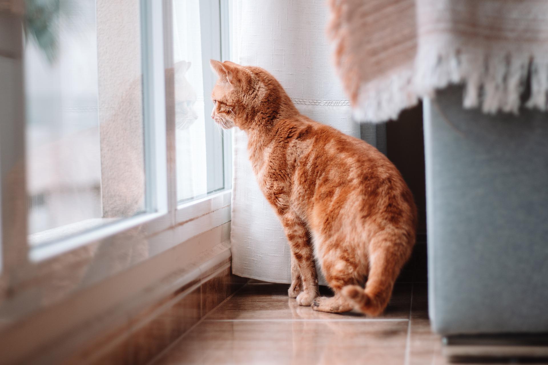 The Cat Cone | The Best E-Collars for Cats – KVP International LLC