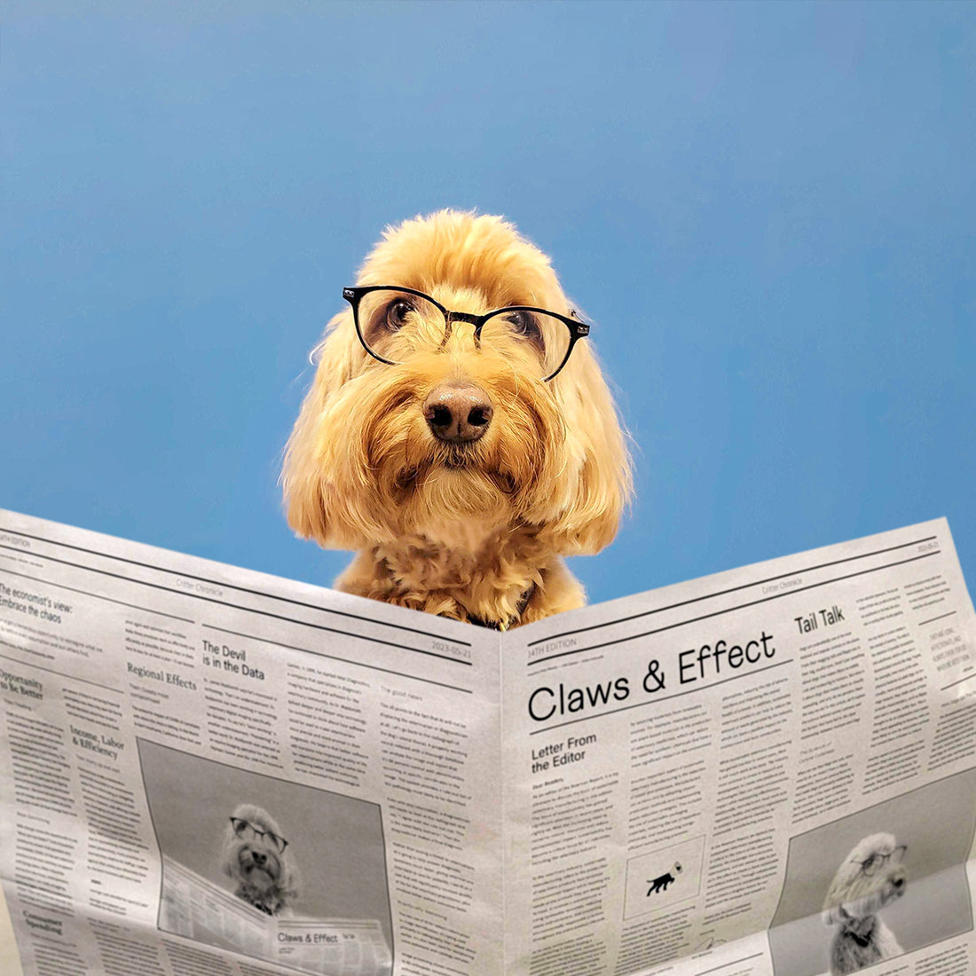 The Best Inflatable Cones for Dogs: Our Top Pick for a Happier, Comfie ...