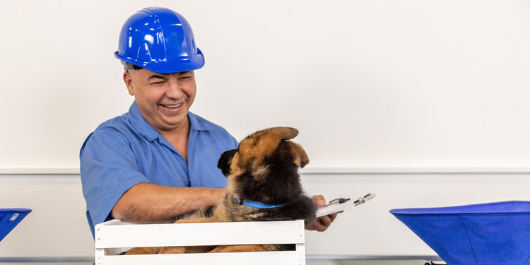 No Flap™ Ear Wrap E- Collar - Dog Ear Protector – KVP International, Inc.