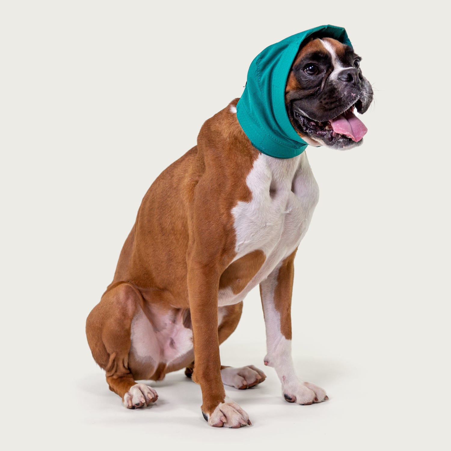 No Flap™ Ear Wrap E- Collar - Dog Ear Protector – KVP International LLC